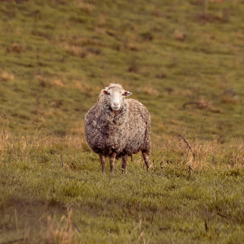 Bomen Solar Farm – Spark Renewables
