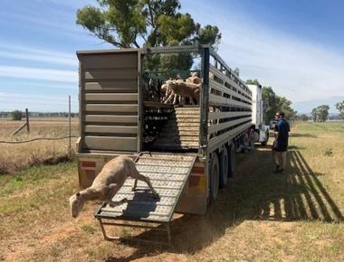 Bomen Solar Farm fully operational, opens to school visit – Spark ...